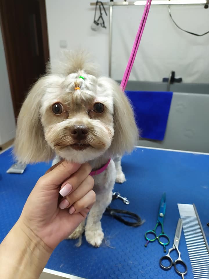 Psy - Psi Salon Keysi - Groomer . Pabianicki psi fryzjer.