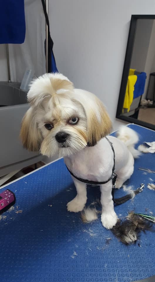 Psy - Psi Salon Keysi - Groomer . Pabianicki psi fryzjer.